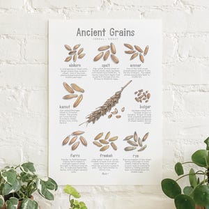 Ancient Grains: Poster / Cereal - Etsy