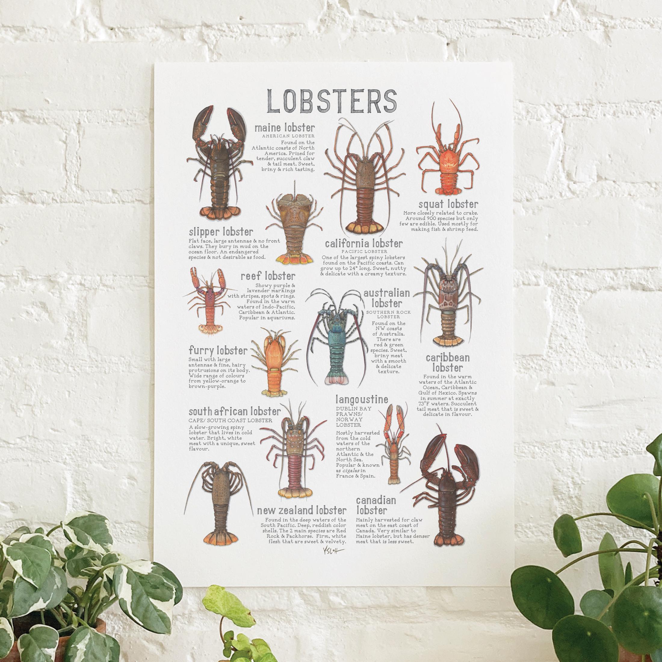 Lobsters: Poster / Seafood - Etsy