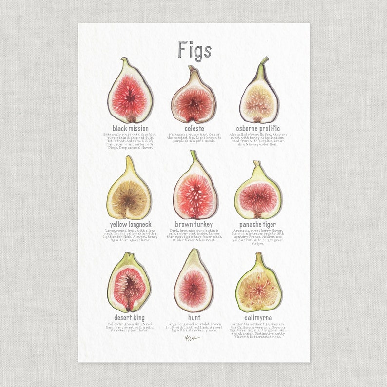 Figs: Poster / Food / Fruit / Illustrations / Art Print / Home Decor ...