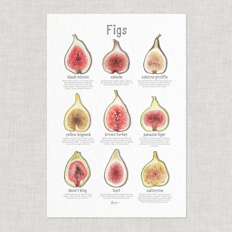 Fig Poster - Etsy