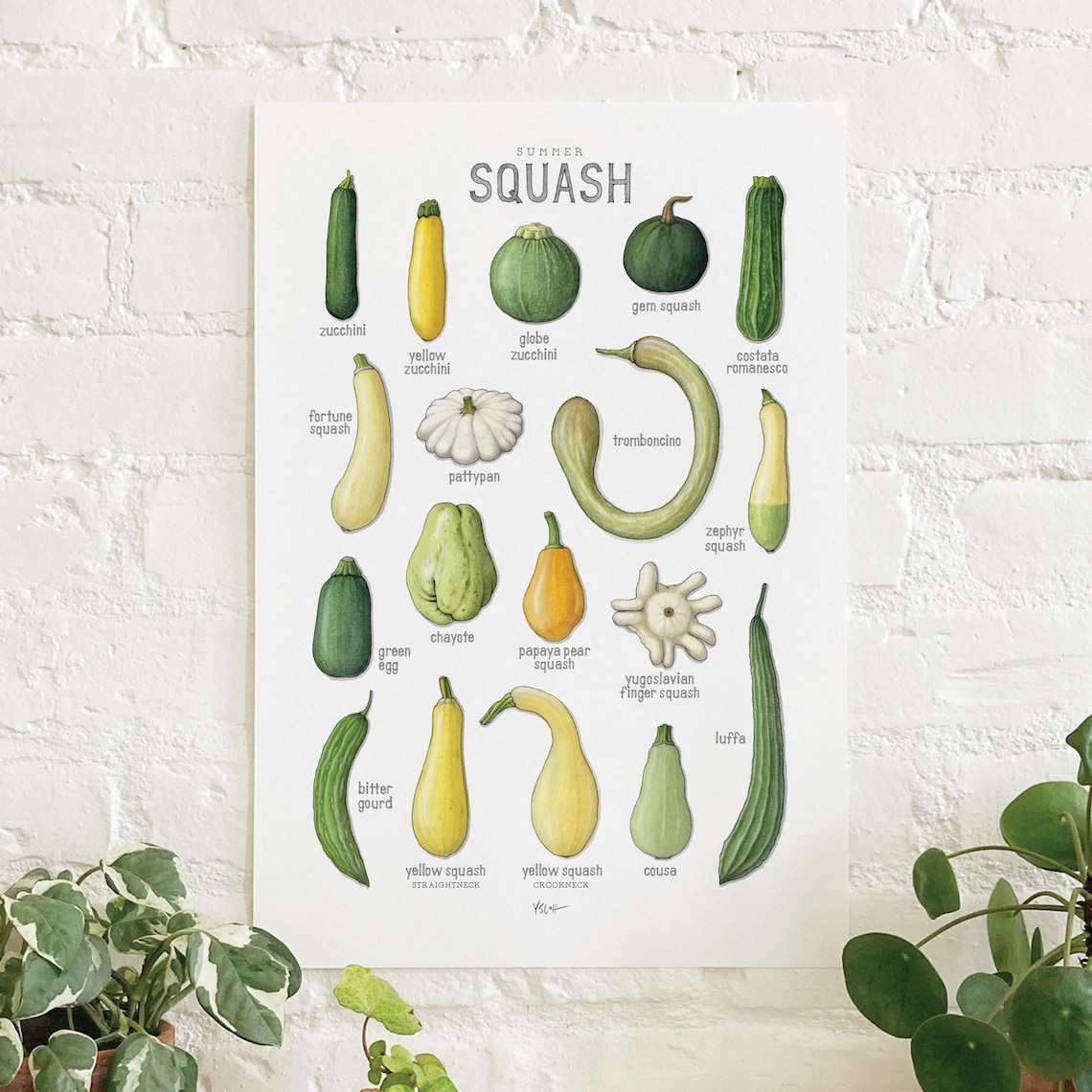 Squash (summer): Poster / Vegetables - Etsy
