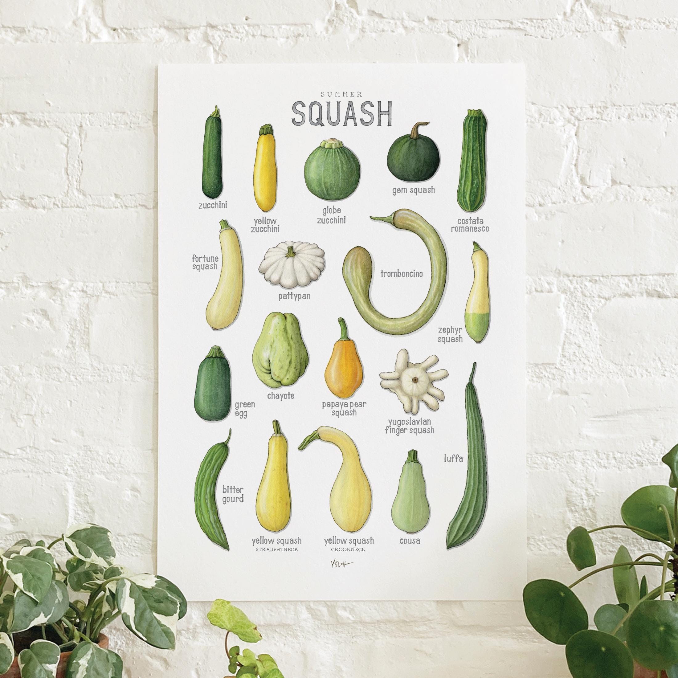Squash (summer): Poster / Vegetables - Etsy
