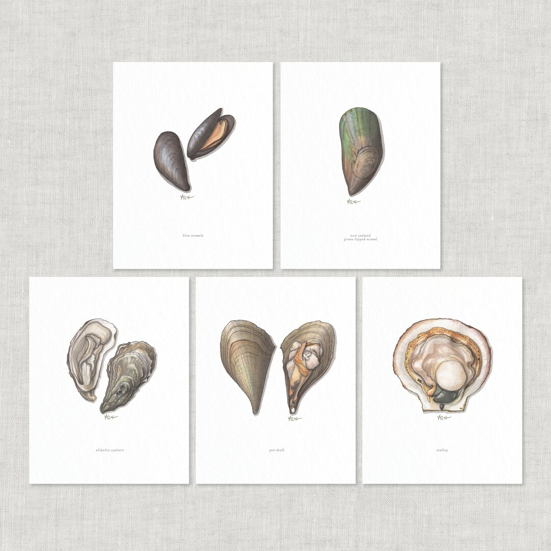 Bivalves (3 of 3): 8.5 X 11 Art Print / Watercolor Illustration / Home ...
