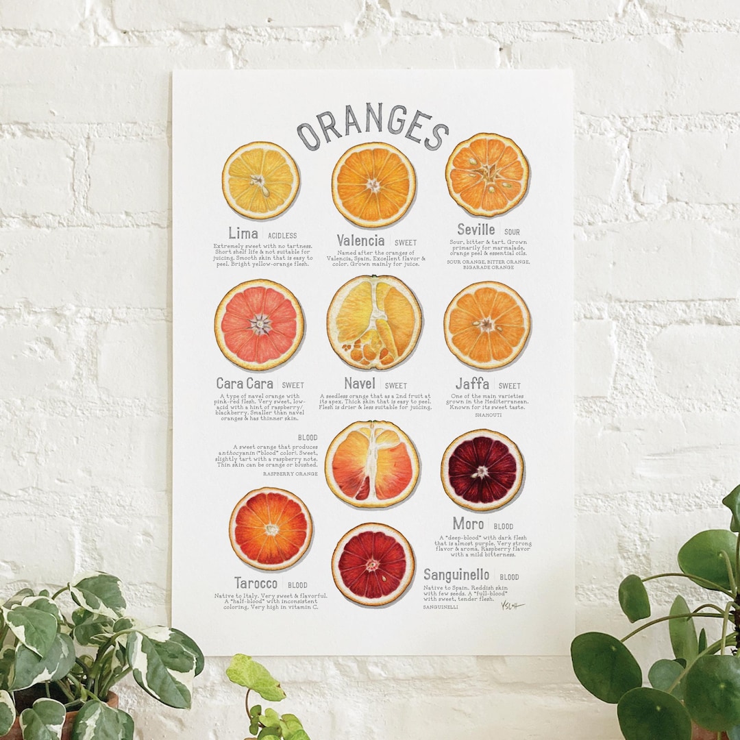 Oranges: Citrus / Chart / Poster / Food / Illustrations / Art Print ...