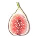Figs: Poster / Food / Fruit / Illustrations / Art Print / Home - Etsy