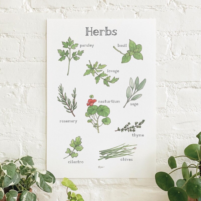 Herb Poster - Etsy