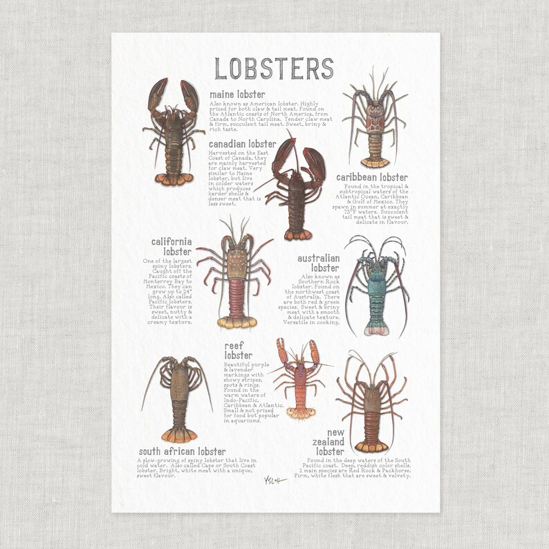 Lobsters: Poster / Seafood / Food / Food & Cooking / - Etsy