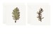 Seaweed: Cards Box Set / Notecards / Flat Cards / Watercolor ...