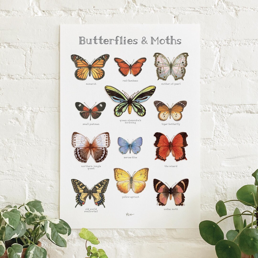 Butterflies & Moths: Poster / Nature / Insects - Etsy