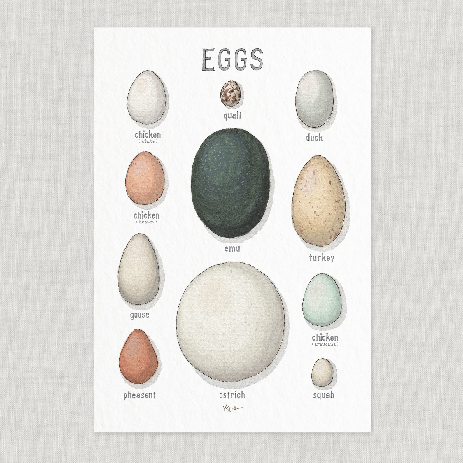 Eggs / Poster / Food / Poultry / Illustrations / Art Print / - Etsy