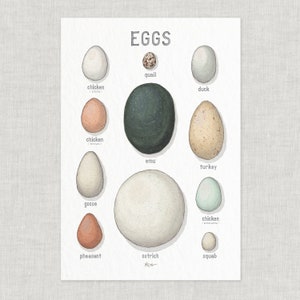 Eggs / Poster / Food / Poultry / Illustrations / Art Print / Home Decor ...