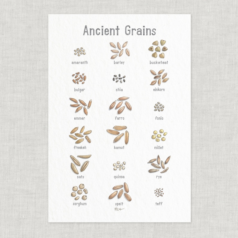 Ancient Grains: 18 Types / Cereal / Poster / Food - Etsy