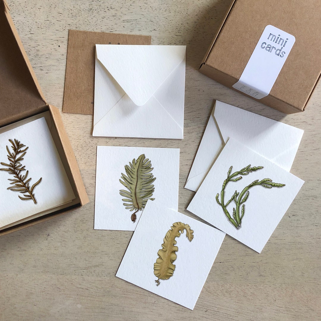 Seaweed: Mini Cards Box Set - Etsy
