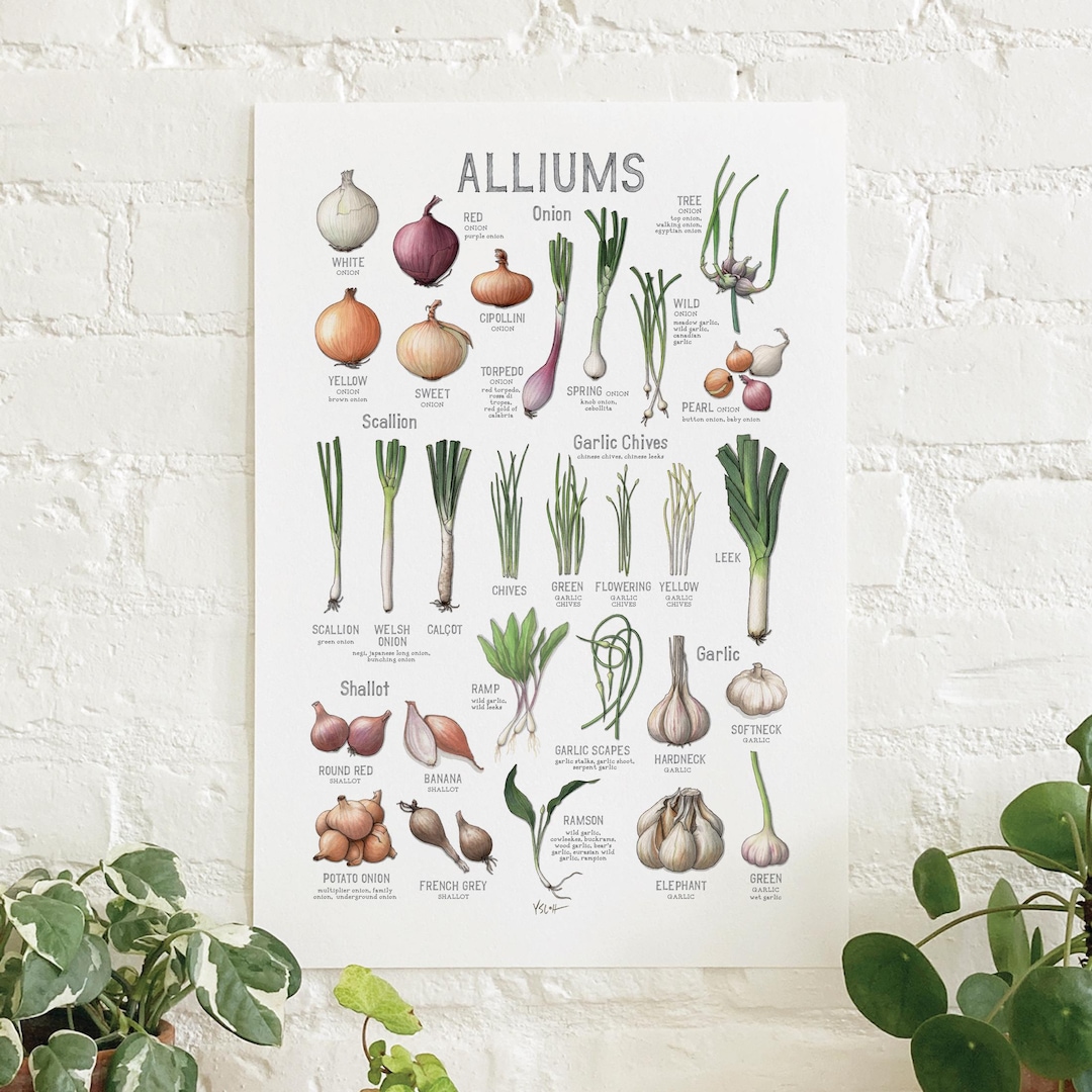 Alliums (chart): Poster / Food / Vegetables / Fruit / Illustrations ...