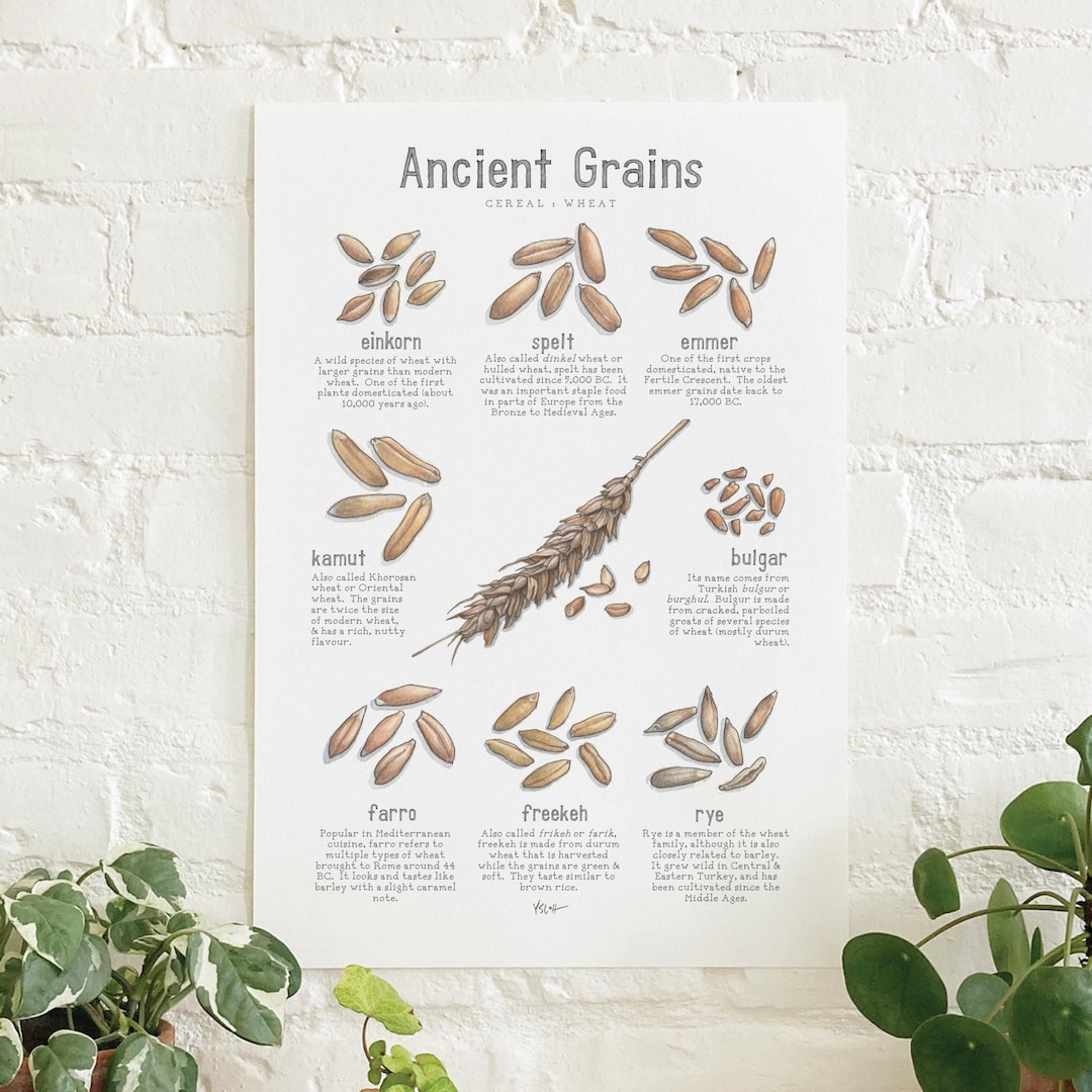Ancient Grains (wheat Cereal): Poster / Food Illustrations / Art Print ...