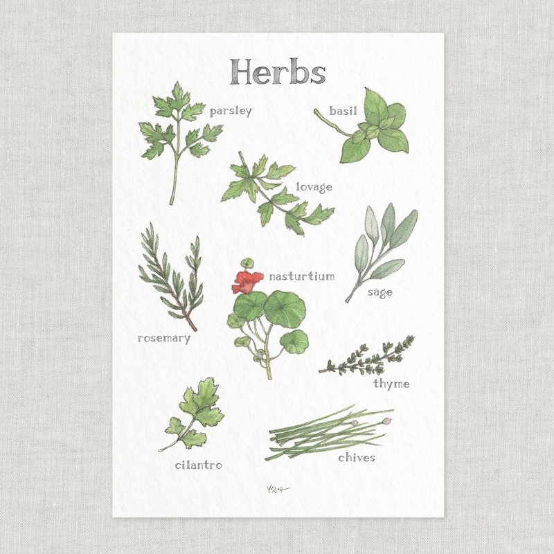 Herb Poster - Etsy