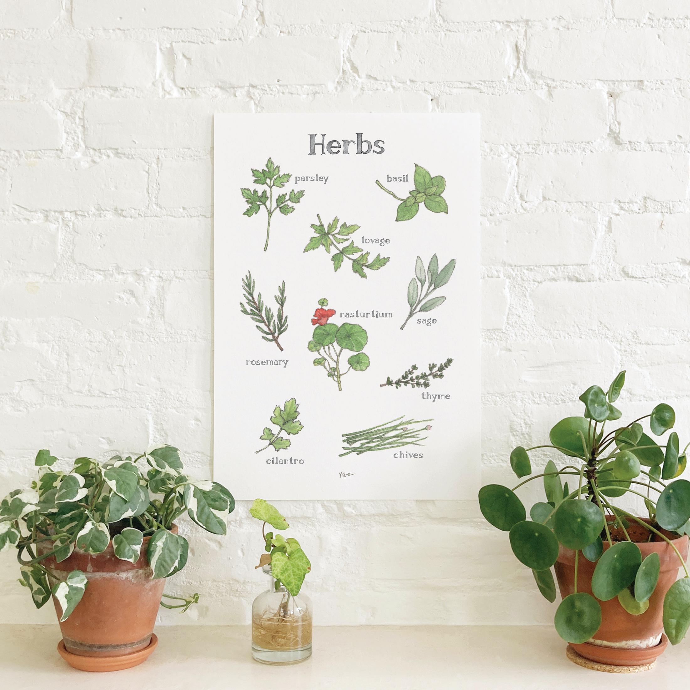 Herbs: Poster / Vegetables - Etsy
