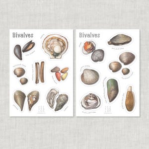Stickers | Bivalves / Seafood / Shellfish / Clams / Oysters / Scallop ...