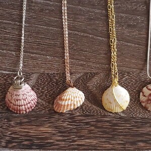 Broad-ribbed Cardita Seashell Rose Gold Dainty Chain - Etsy