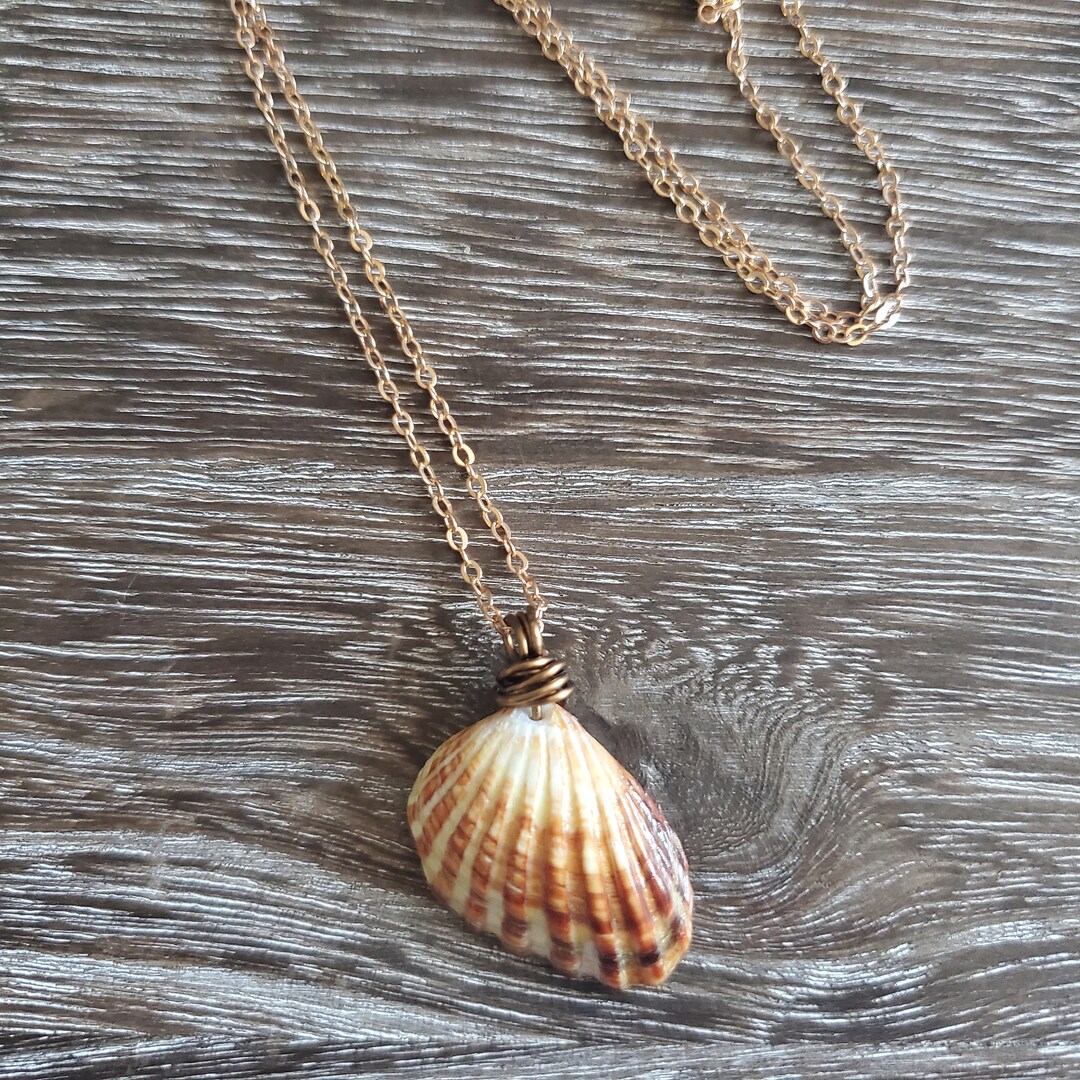 Broad-ribbed Cardita Seashell Rose Gold Dainty Chain - Etsy
