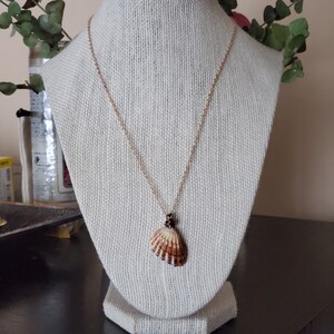 Broad-ribbed Cardita Seashell Rose Gold Dainty Chain - Etsy