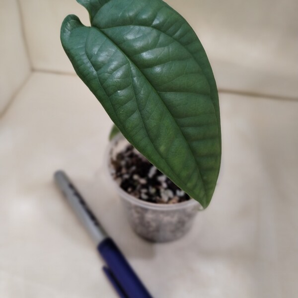 Amydrium Silver - Etsy