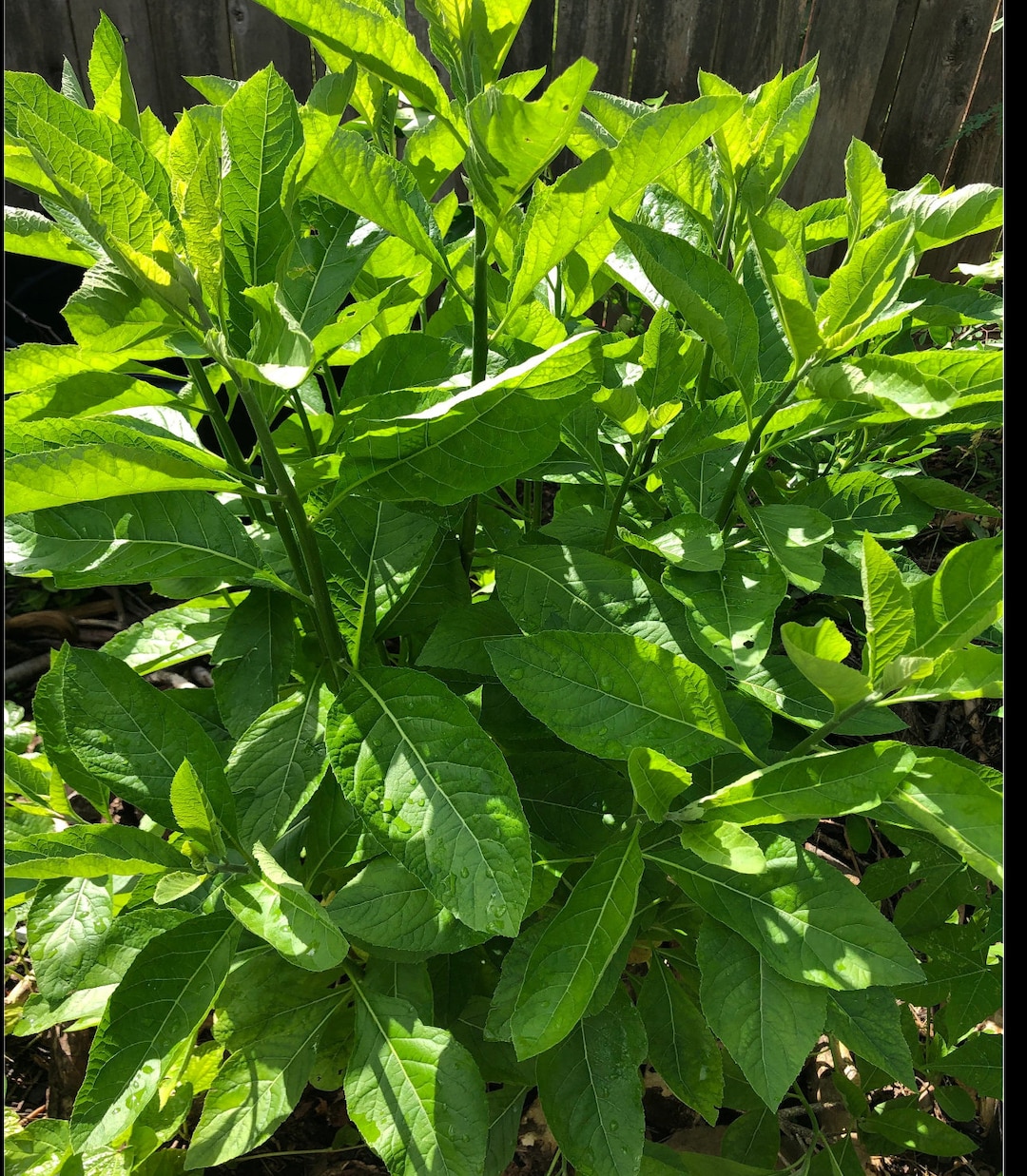 Fresh Bitter Leaves (vernonia Amygdalina) - Etsy