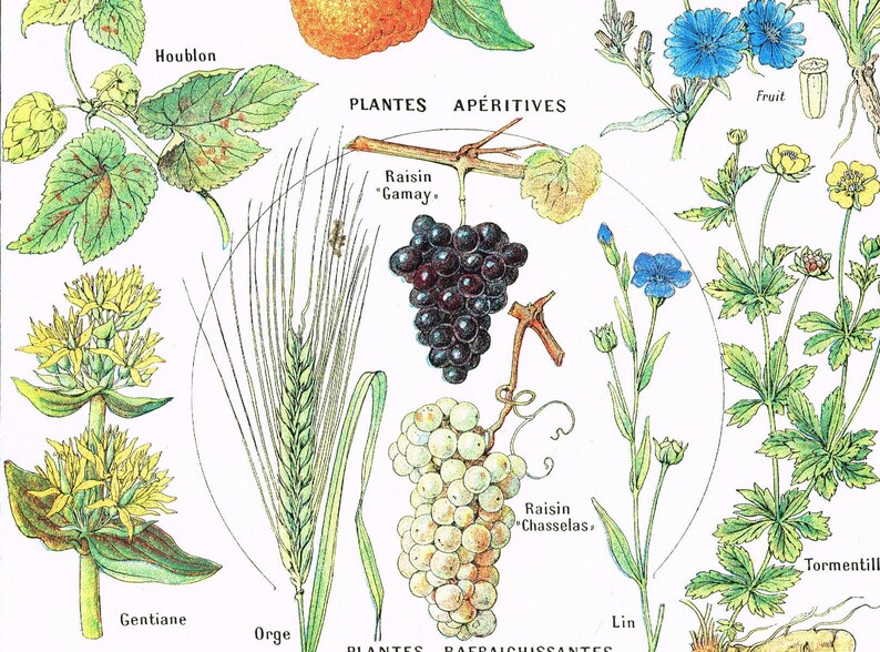 Refreshing and Laxative Plants, Vintage Larousse Encyclopedia Poster ...
