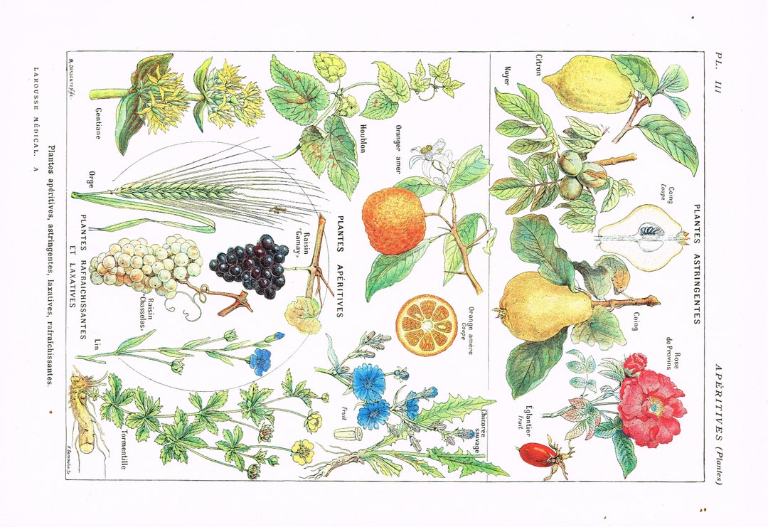Refreshing and Laxative Plants, Vintage Larousse Encyclopedia Poster ...