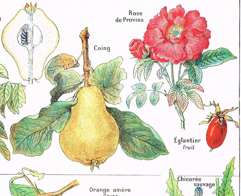 Refreshing and Laxative Plants, Vintage Larousse Encyclopedia Poster ...