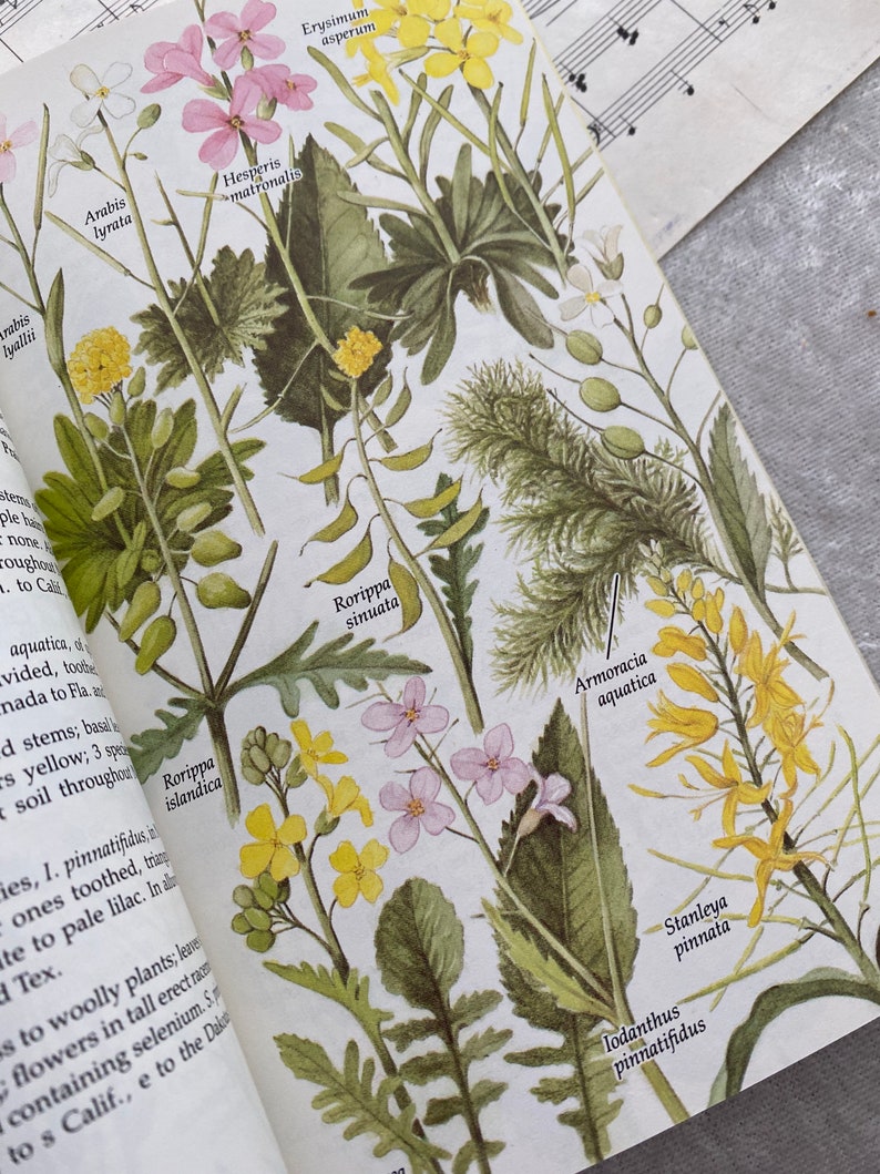 Golden Guide to Field Identification Wildflowers of North America ...