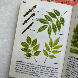 Golden Guide to Field Identification Trees of North America -softcover ...