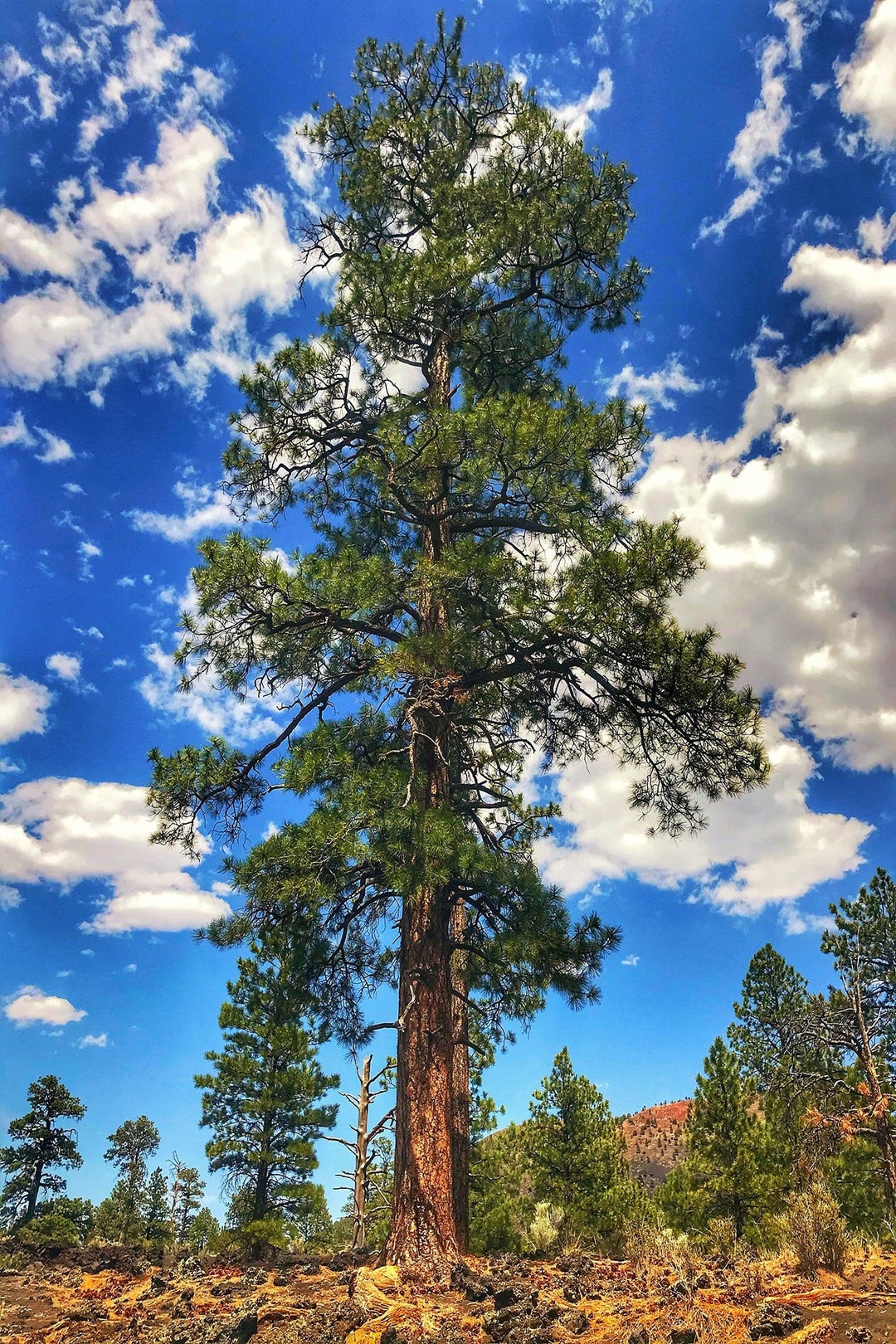 Pine Tree Digital Print, Nature Wall Art, Home Decor Photo Prints ...