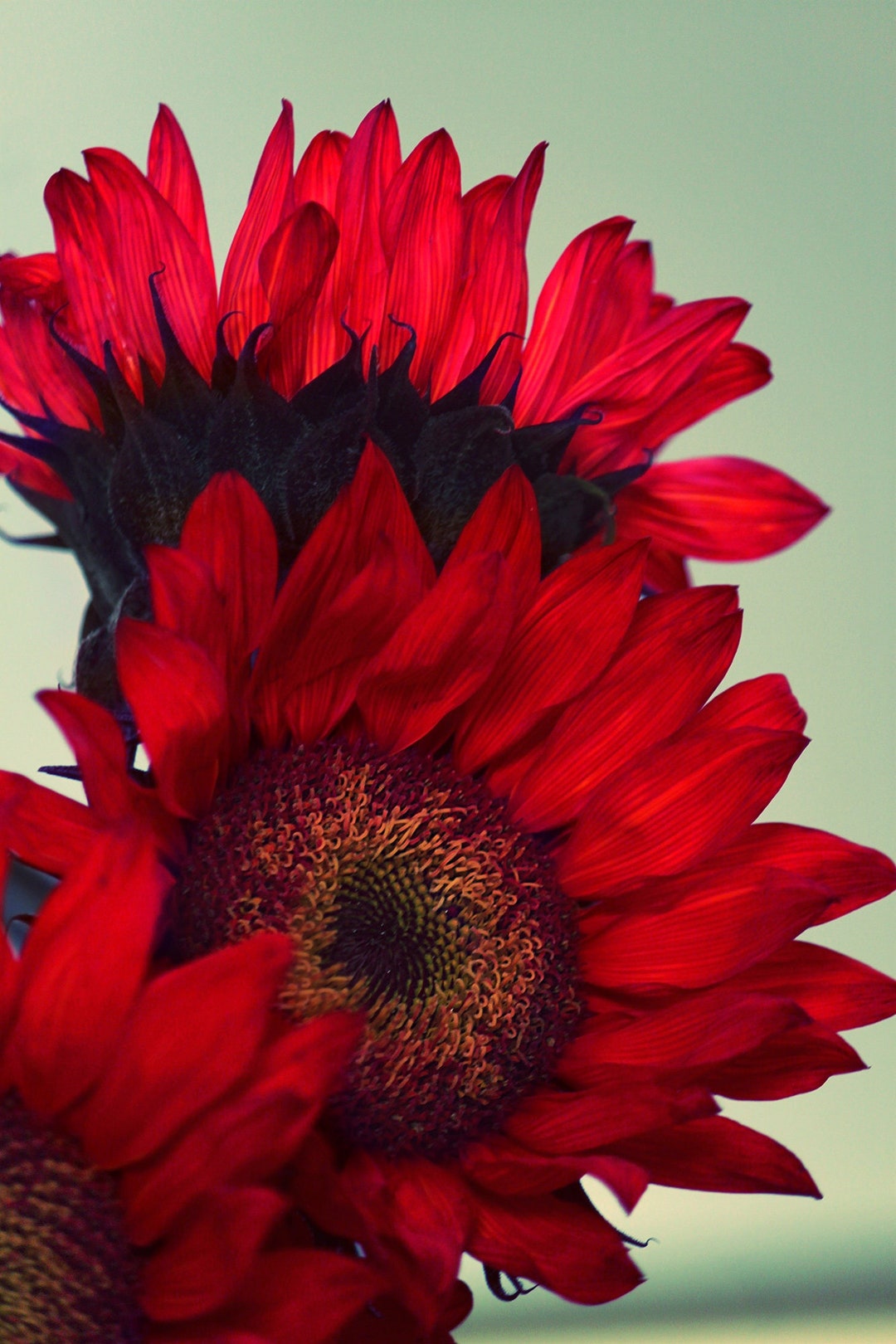 Flower Digital Print, Nature Photo Prints, Wildflower Photo Print ...