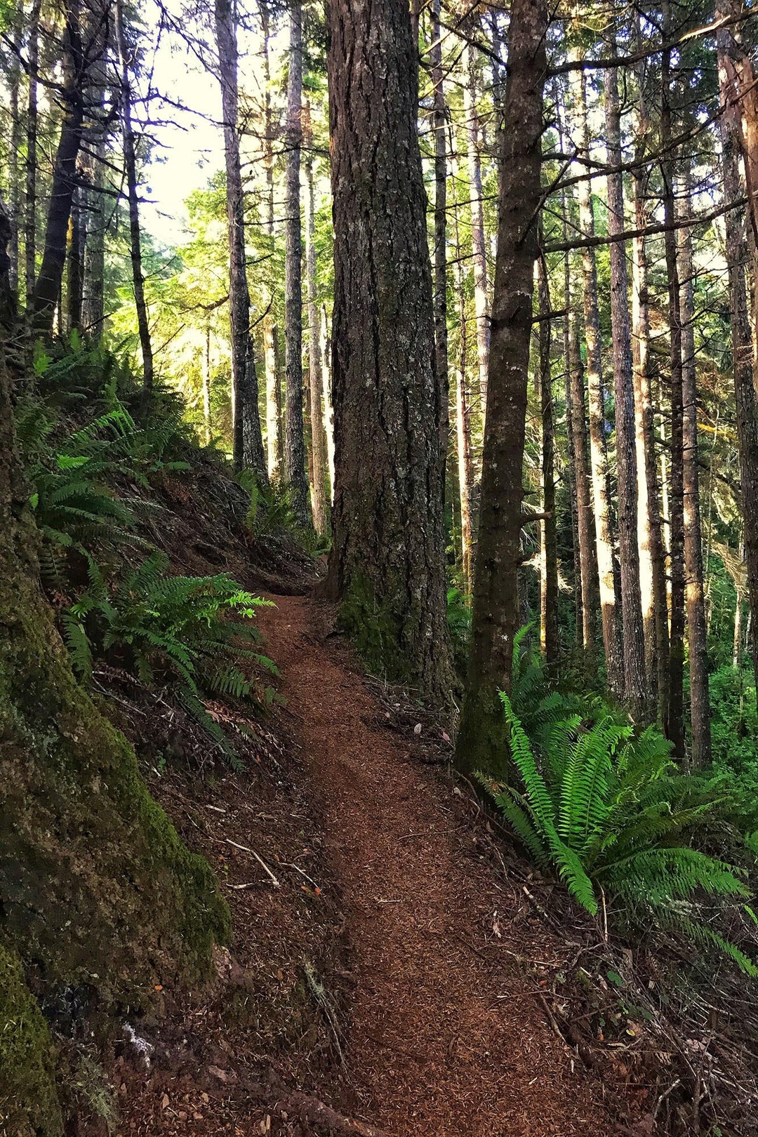 Forest Trail Digital Print, Forest Tree Photos, Printable Wall Art ...