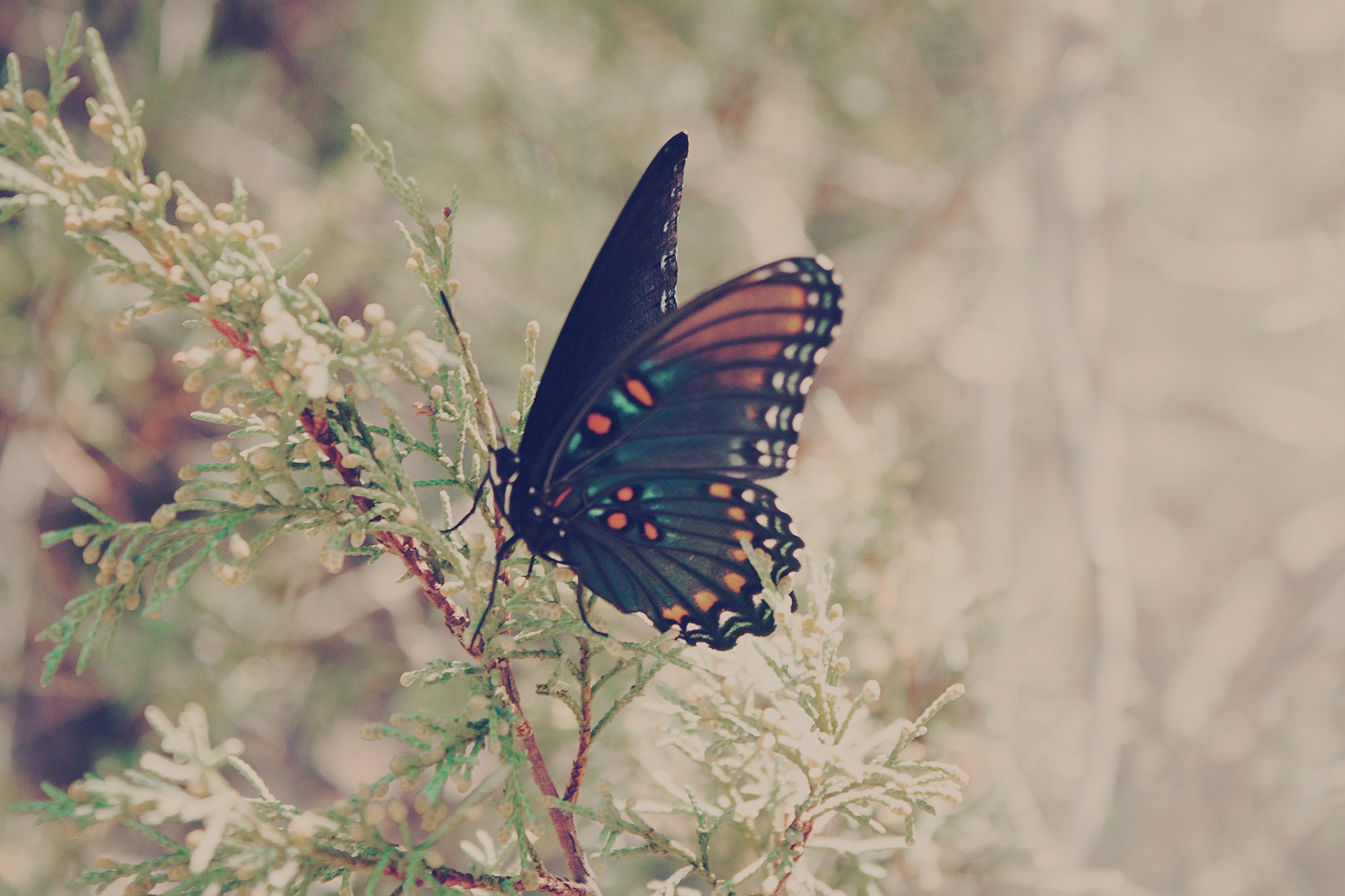 Butterfly Digital Print, Nature Art Prints, Boho Decor, Digital ...