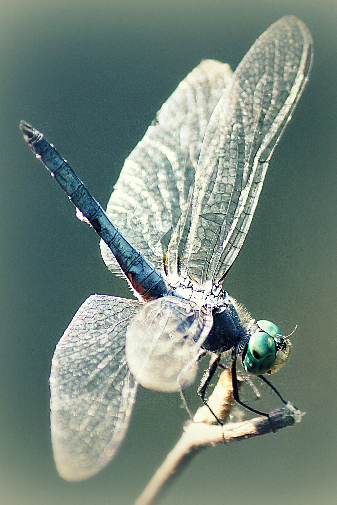 Dragonfly Digital Print, Nature Wall Art, Home Decor Photo Prints ...