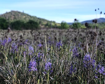 Sunrise Digital Print, Nature Wall Art, Home Decor Photo Downloads ...