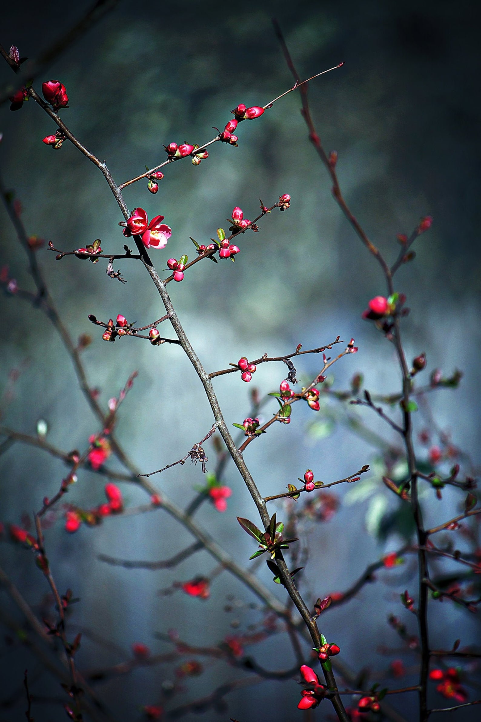 Flower Digital Print, Nature Wall Art, Home Decor Photo Prints, Foggy ...