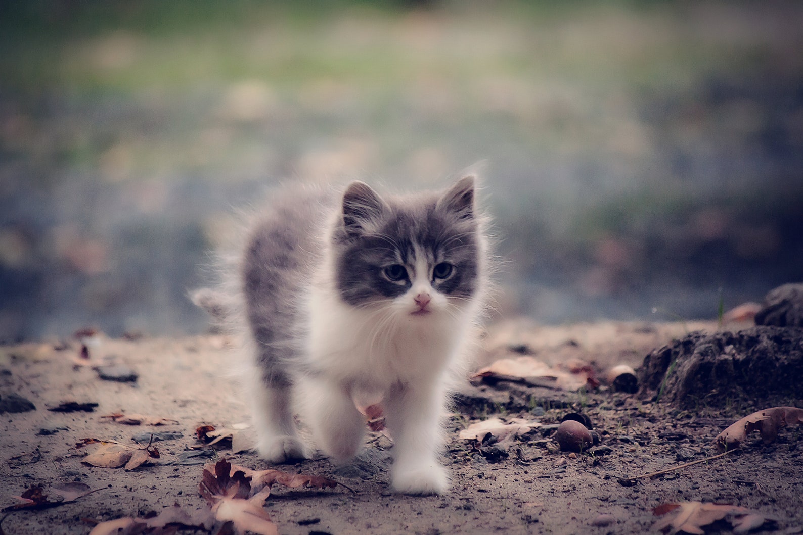 Kitten Digital Print, Animal Wall Art, Home Decor Photo Print, Gray Cat ...