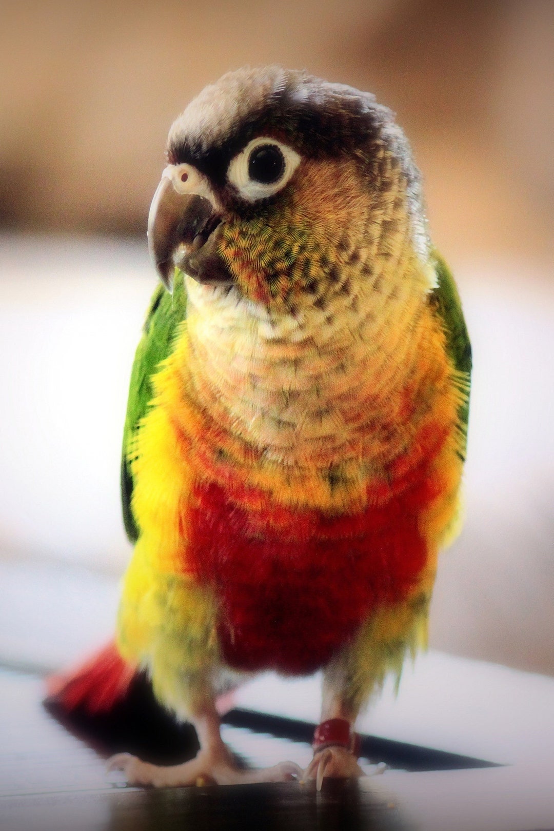 Parrot Conure Digital Print, Conure Bird Art, Conure Photograph, Nature ...