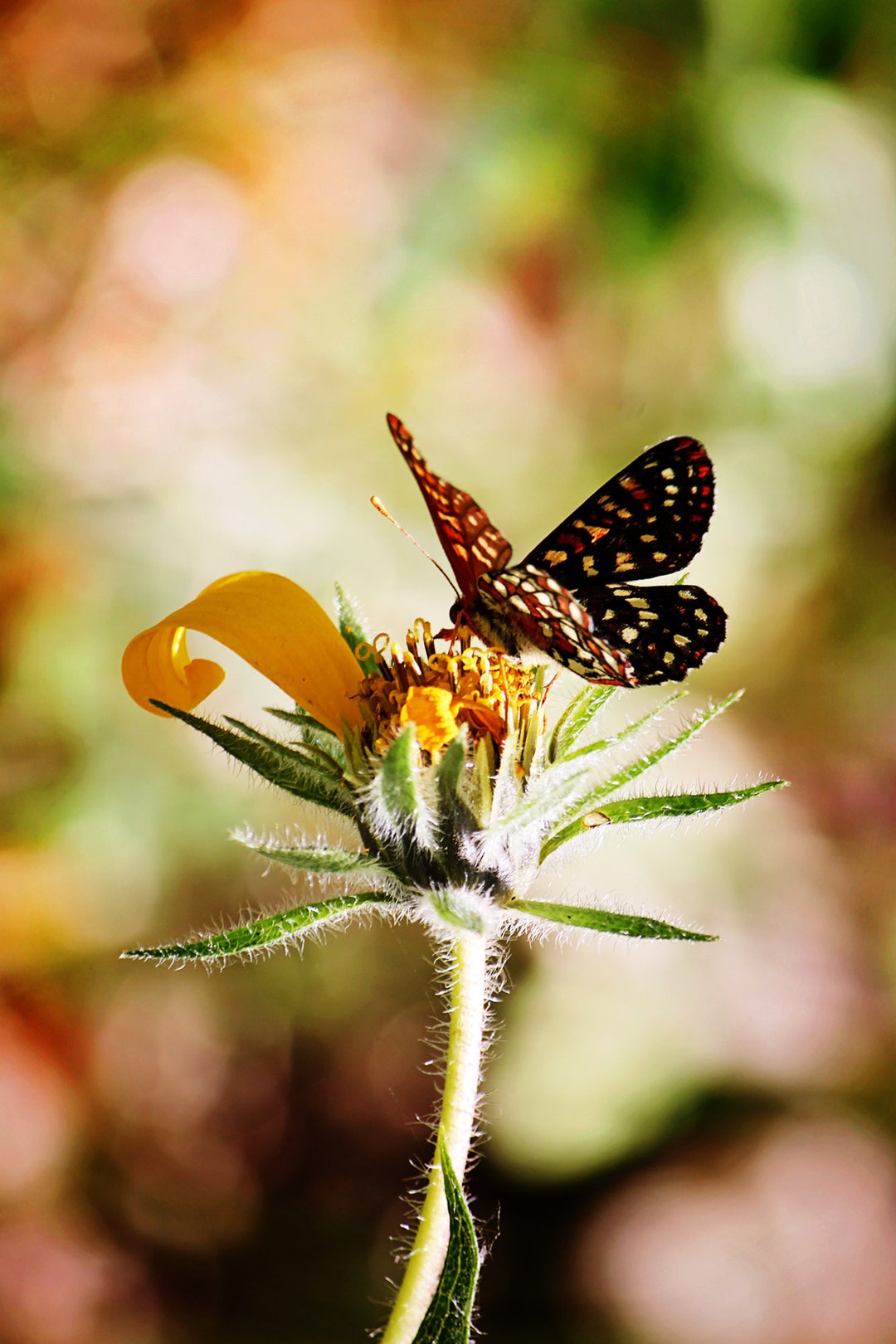 Butterfly Digital Print, Nature Art Prints, Digital Butterfly Photo ...