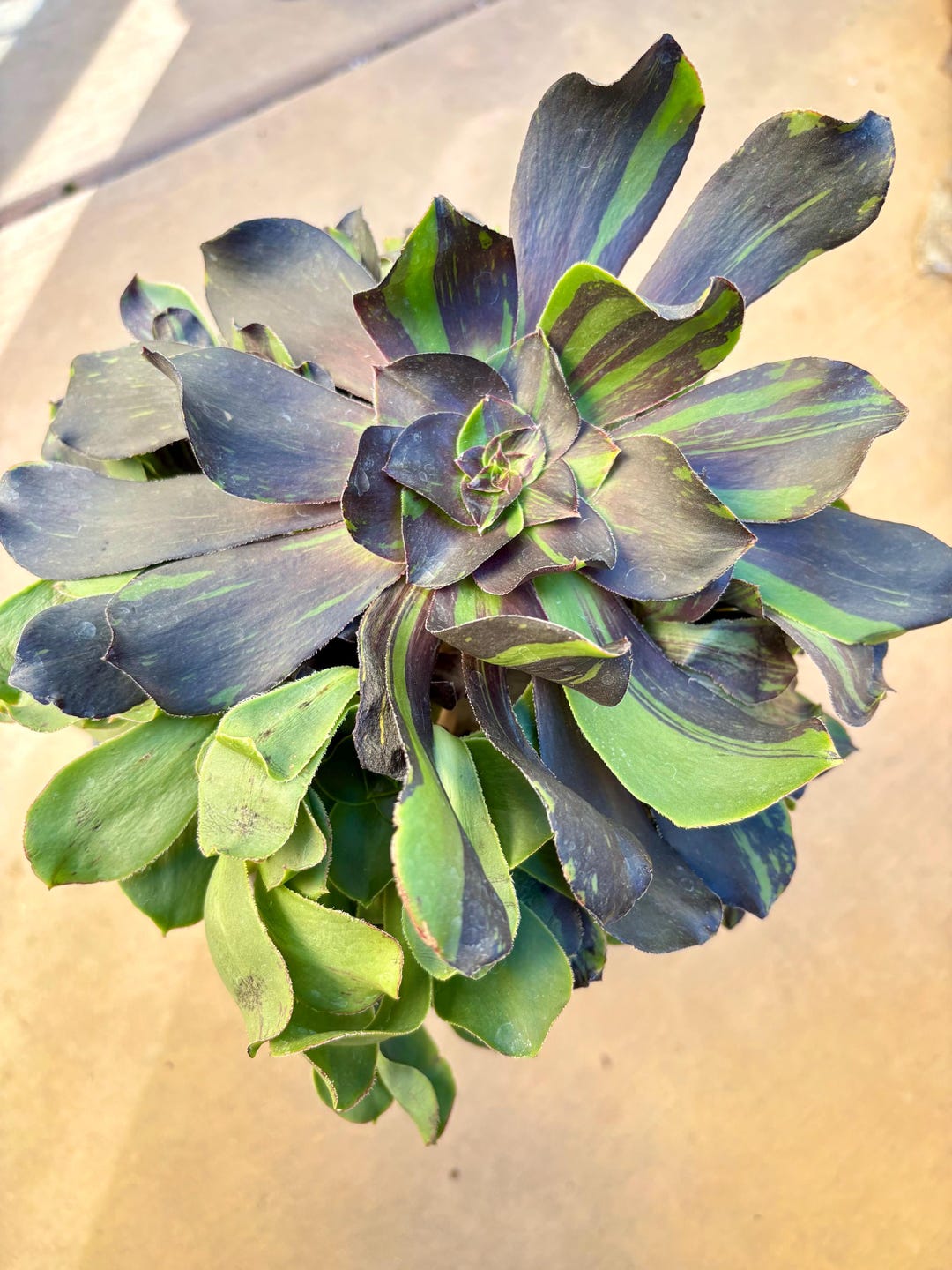 Aeonium Black Voodoo Variegated | Live Succulent Plant | Rare Imported ...