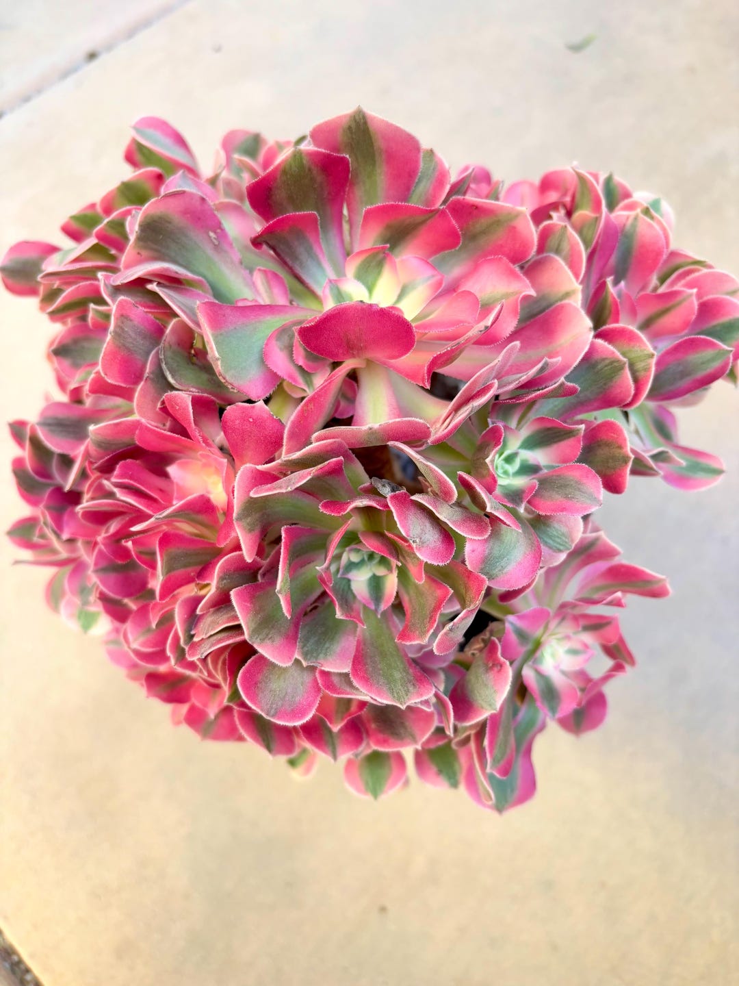 Aeonium Valentine Variegated | 10” Width | Live Succulent Plant ...