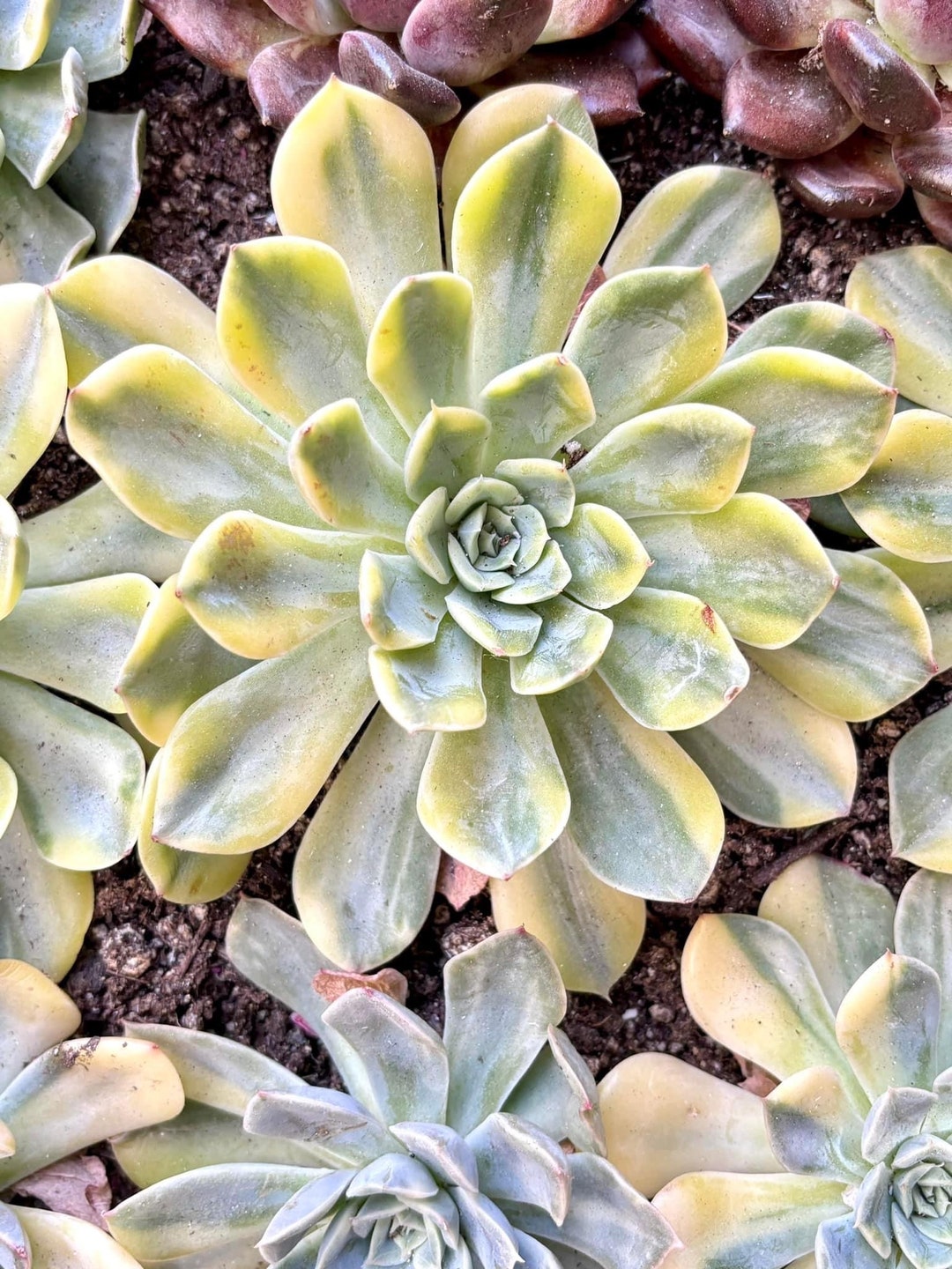 Echeveria Moon Fairy Variegated Live Succulent Plant Korean Succulent ...