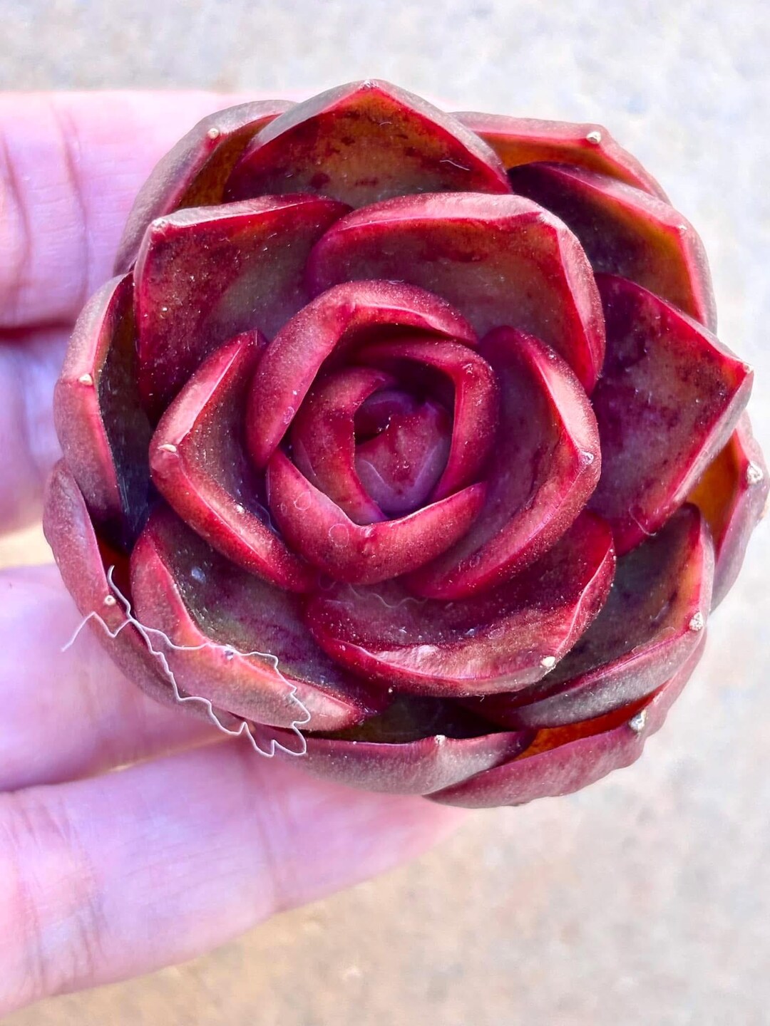 Echeveria Hong Deung | Live Succulent Plant | Korean Succulent | Rare ...