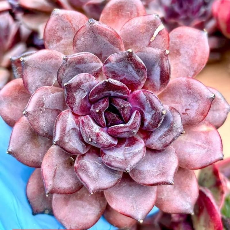 Rare Succulents - Etsy