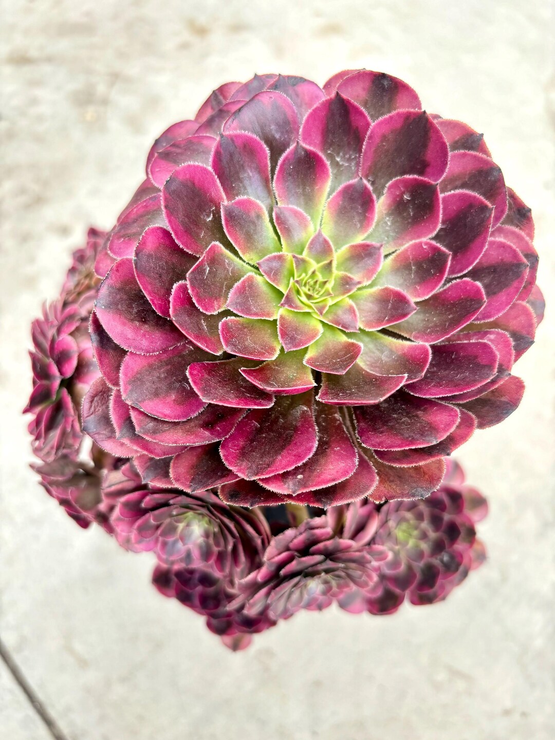 Aeonium Gucci Variegated 10 Size Live Succulent Plant Imported ...