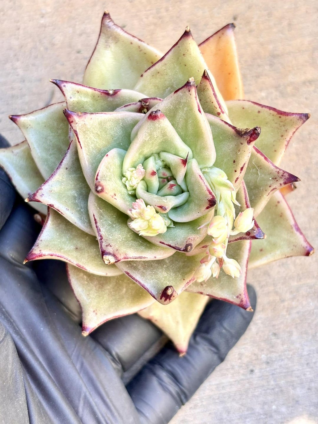 Echeveria Cello Variegated | Live Succulent Plant | Korean Succulent ...