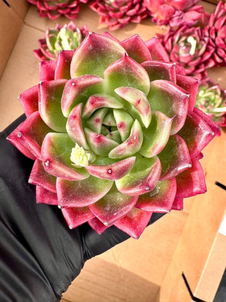 Echeveria Mexican Rose | Rare Imported Succulent | Collector’s ...